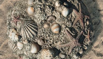 Fossil Digs Sea Shells